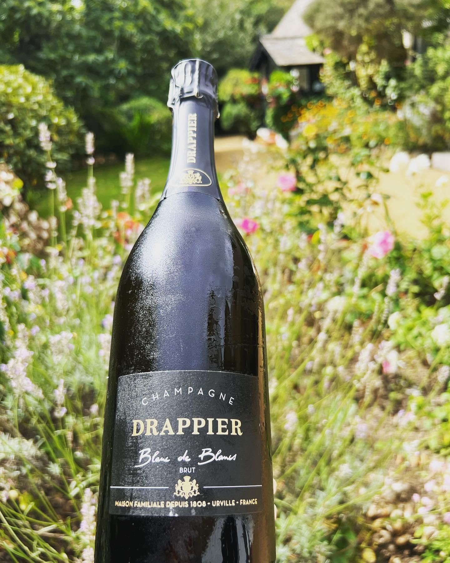 Drappier Signature Blanc De Blancs Brut N/V – The Wine Seller Guernsey